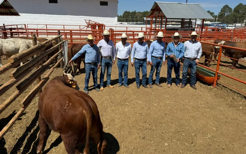 Impulsa Desarrollo Rural el mejoramiento genético del ganado con entrega de toros de registro ...